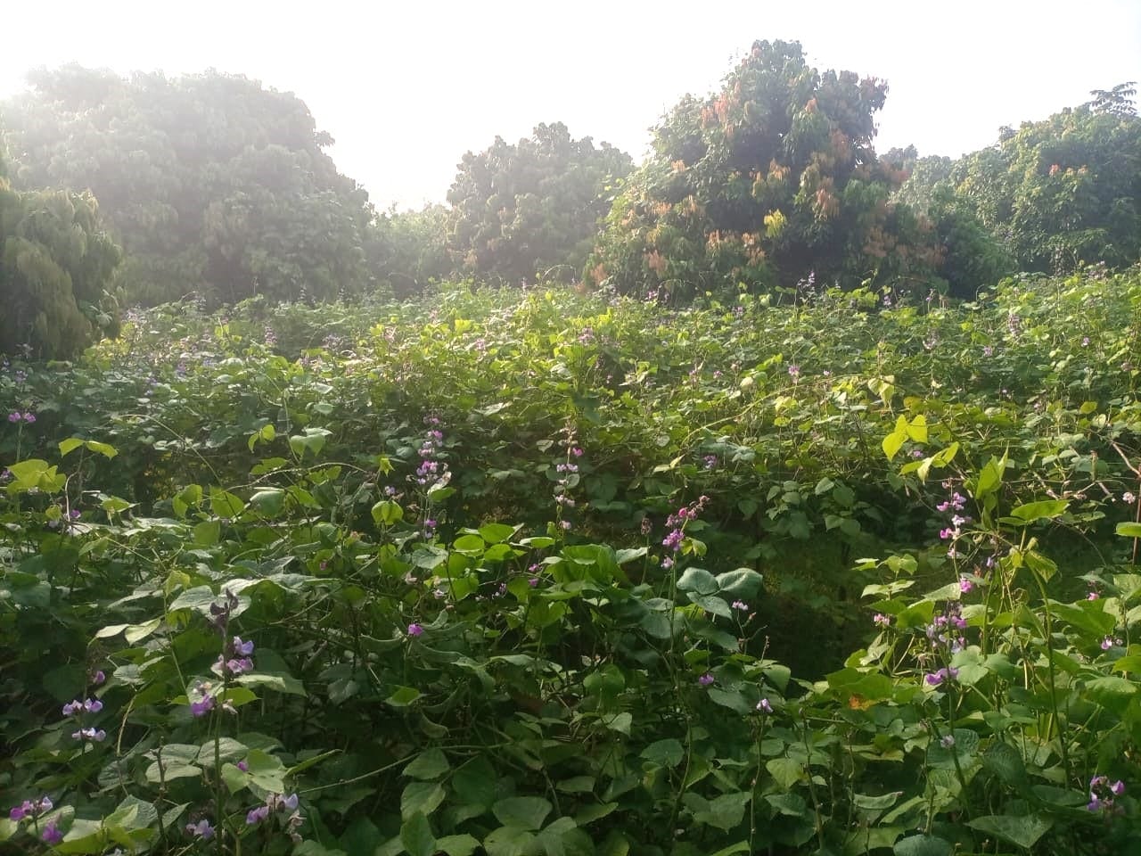 Case Study 1: The Impact of Smart Farming on Country Bean Cultivation ...